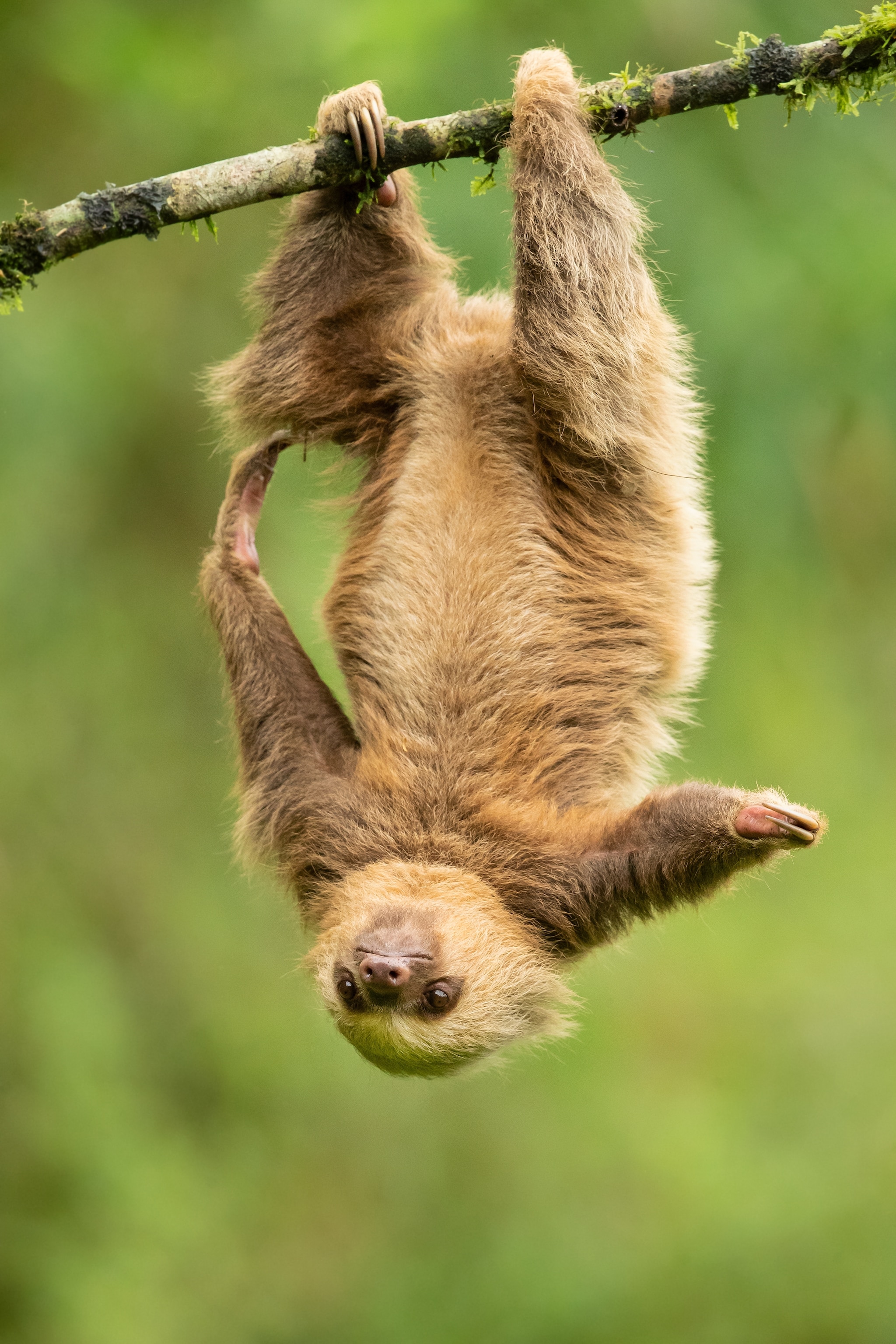 Sloth Facts Mammals Bbc Earth